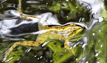 Freshwater Biodiversity & Resources - JRS Biodiversity Foundation