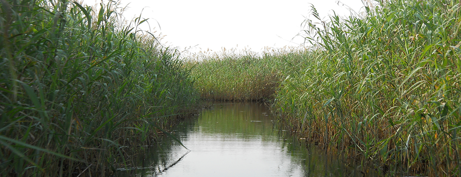 JRS Award to Develop a Low Cost Fisheries Monitoring Program for the ...