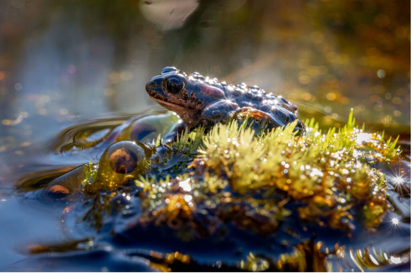 Freshwater Biodiversity Information System Unlocks Water Time Series ...