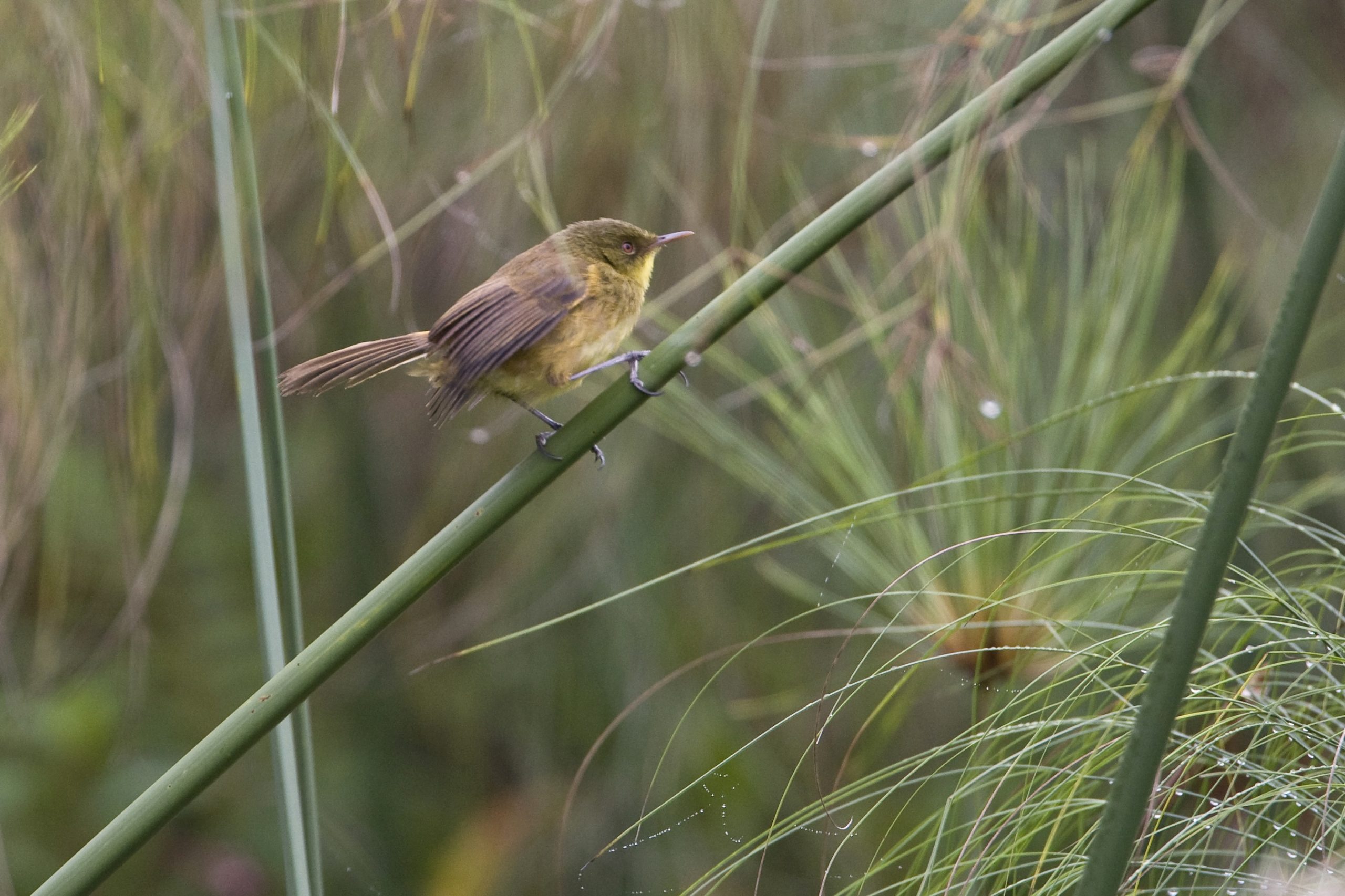 Prioritizing Papyrus Wetland Protection in W. Uganda - JRS Biodiversity ...