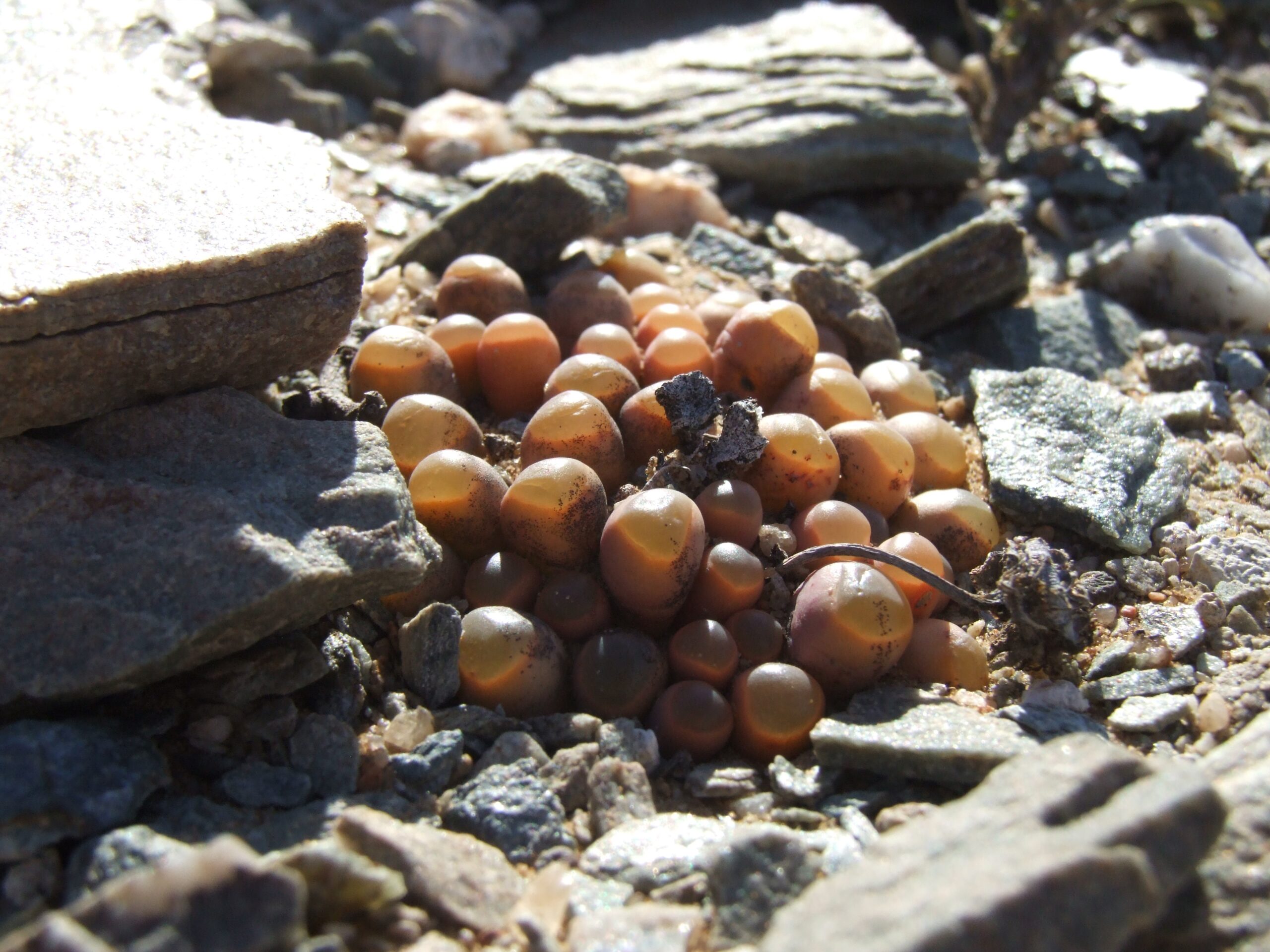 Namibian Chamber of Environment (2023) - JRS Biodiversity Foundation