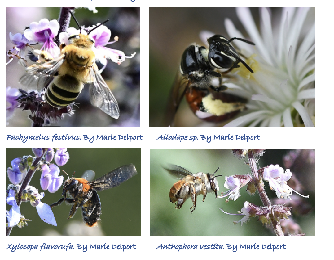 The Launch of Big Bees of South Africa : a Photographic Guide - JRS ...